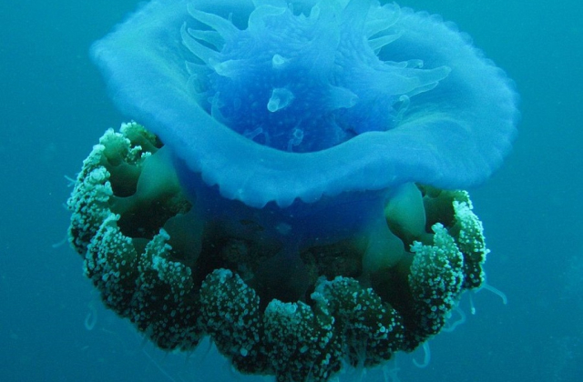 Uncharted Philippines | Four Wonderfully Weird Philippine Sea Creatures