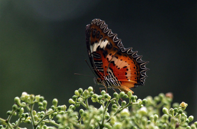 Uncharted Philippines | Three of the most stunning butterflies of the ...